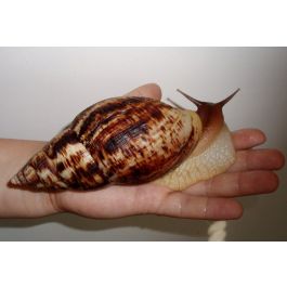 Achatina Reticulata - Lumaca Gigante Africana - Agripet Garden