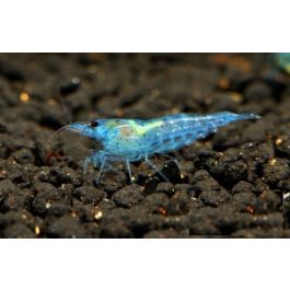 Neocaridina Davidi Blue Jelly (Full Blue Rili) - 3 esemplari