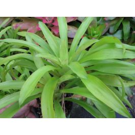 Bromelia Green - Agripet Garden
