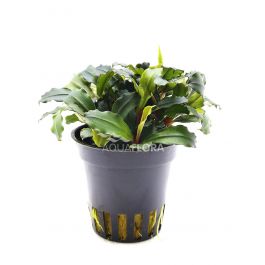 Bucephalandra Lamandau var. Mini Red - Agripet Garden