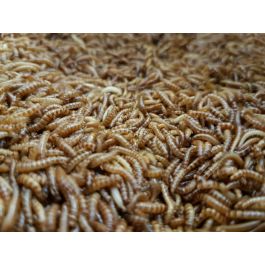 1 Litro Buffalo Worms - Agripet Garden