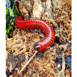 Centrobolus splendidus - Millepiedi rosso fuoco - Agripet Garden