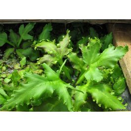 Ceratopteris pteridoides