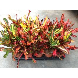 Croton varietà mix - Agripet Garden