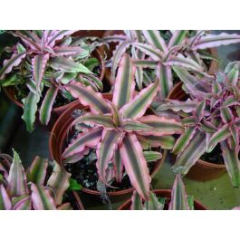 Cryptanthus Pink Starlight - Agripet Garden