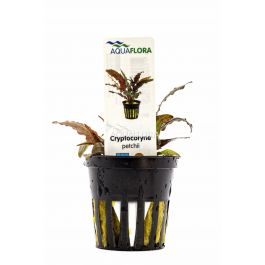 Cryptocoryne Petchii - Agripet Garden