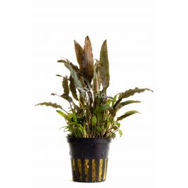 Cryptocoryne Walkeri - Agripet Garden