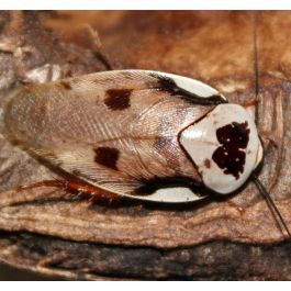 Gyna Centurio 10 Pezzi - Agripet Garden