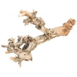 Kuwa Root 25-30cm - Agripet Garden