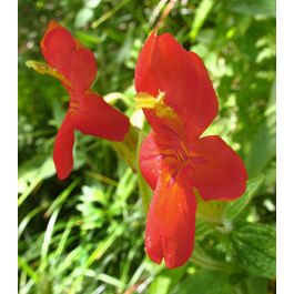 Mimulus Cardinalis - Agripet Garden