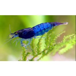 Neocaridina davidi Rili blue - 2 esemplari