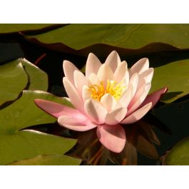 Ninfea Rosa in Rizoma - Agripet Garden