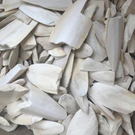 Ossi di seppia - Confezione da 1kg - Agripet Garden