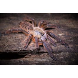 Phormingochilus sp. rufus