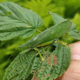 Phyllomimus sp Thailand