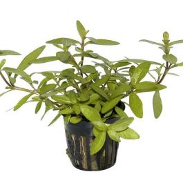 Hygrophila Polysperma - Agripet Garden