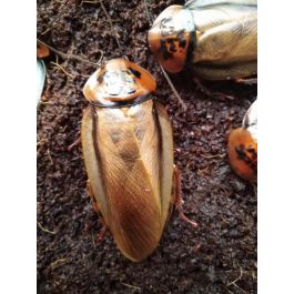 Eublaberus posticus - 10 pezzi - Agripet Garden