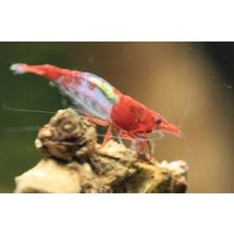 Neocaridina Davidi (Ex Heteropoda) var. Rili Red - 5 esemplari ...