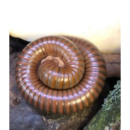 Spirostreptus spec. 1 "Tanzania" - Agripet Garden