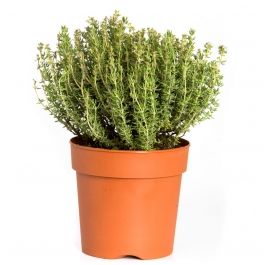 Pianta Di Timo - Vaso Grande - Agripet Garden