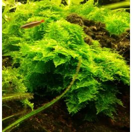 Mini christmas moss - Agripet Garden