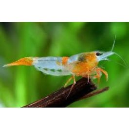 Neocaridina Davidi (Ex Heteropoda) var. Rili Orange - 2 esemplari ...