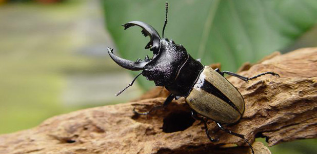 Agri Pet Garden | Vendita cibo vivo, rettili, insetti esotici
